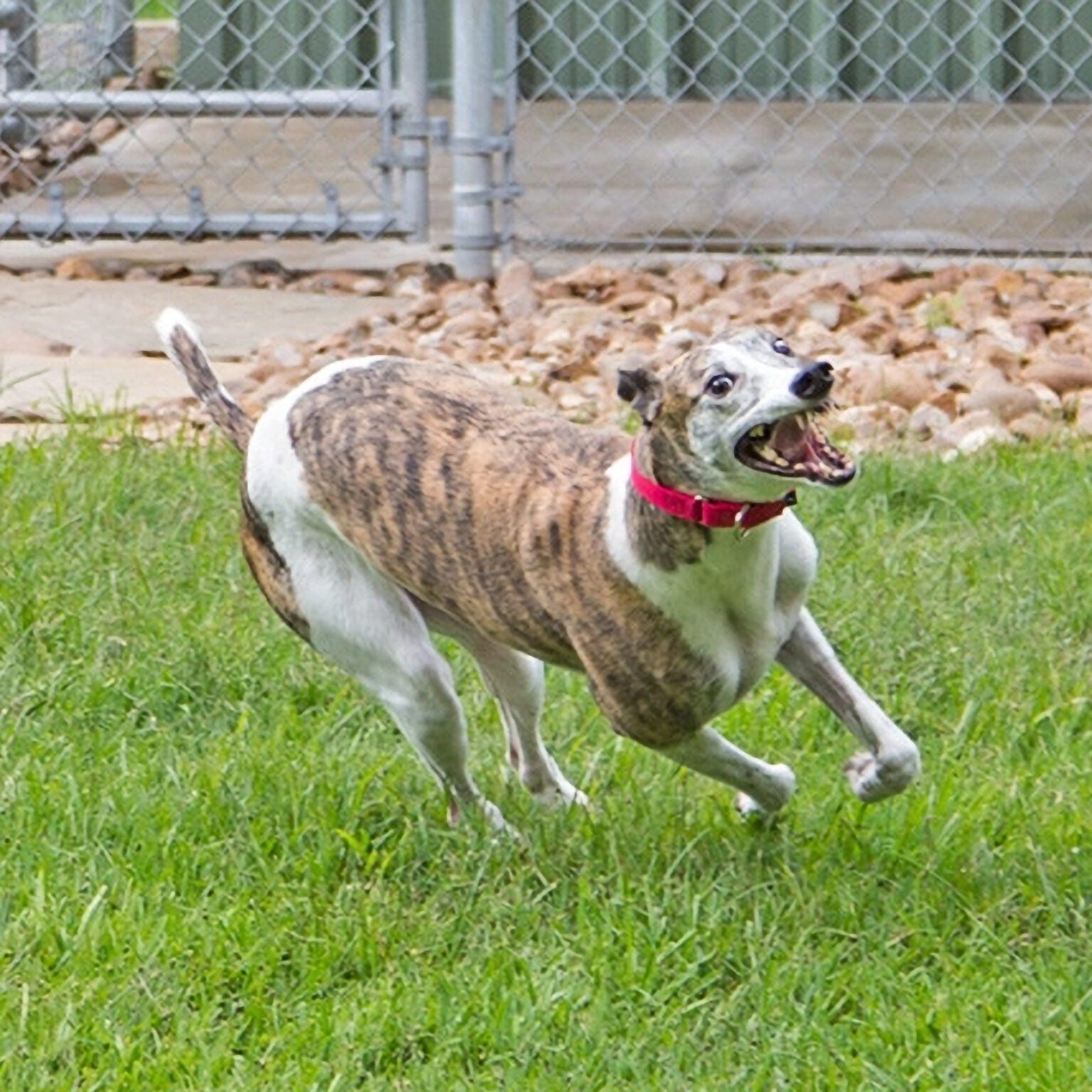 Greyhound Pets of America – Houston – Tails of Resilience