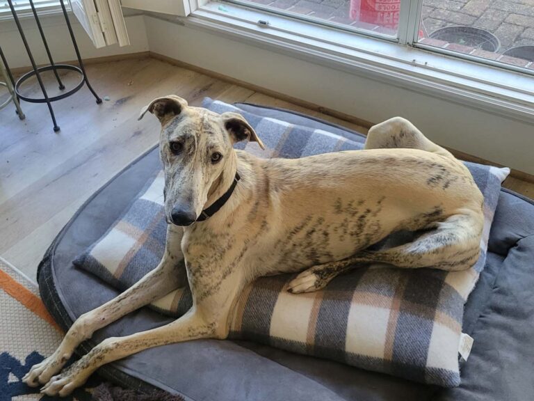 Recovery Room Dogs – Greyhound Pets of America – Houston